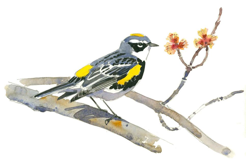 Thoreau and Concord’s Birds | Discover Concord MA