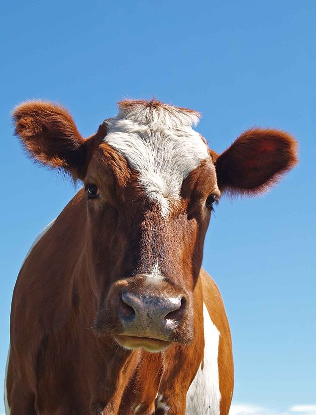 The Cows, the Castle, and the Stolen Land on Mattison Drive | Discover ...